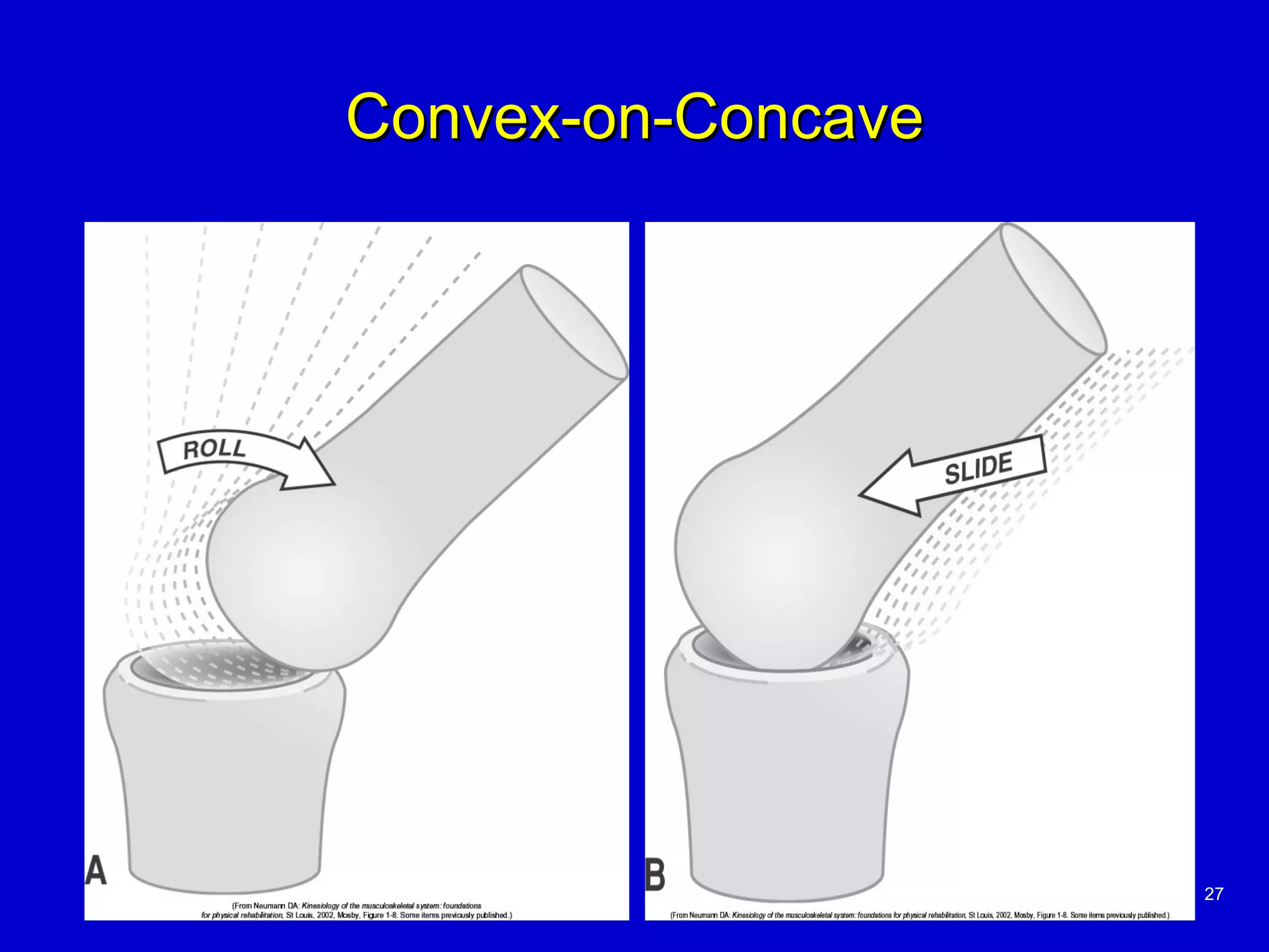 Basic Principles of Kinesiology | PPT
