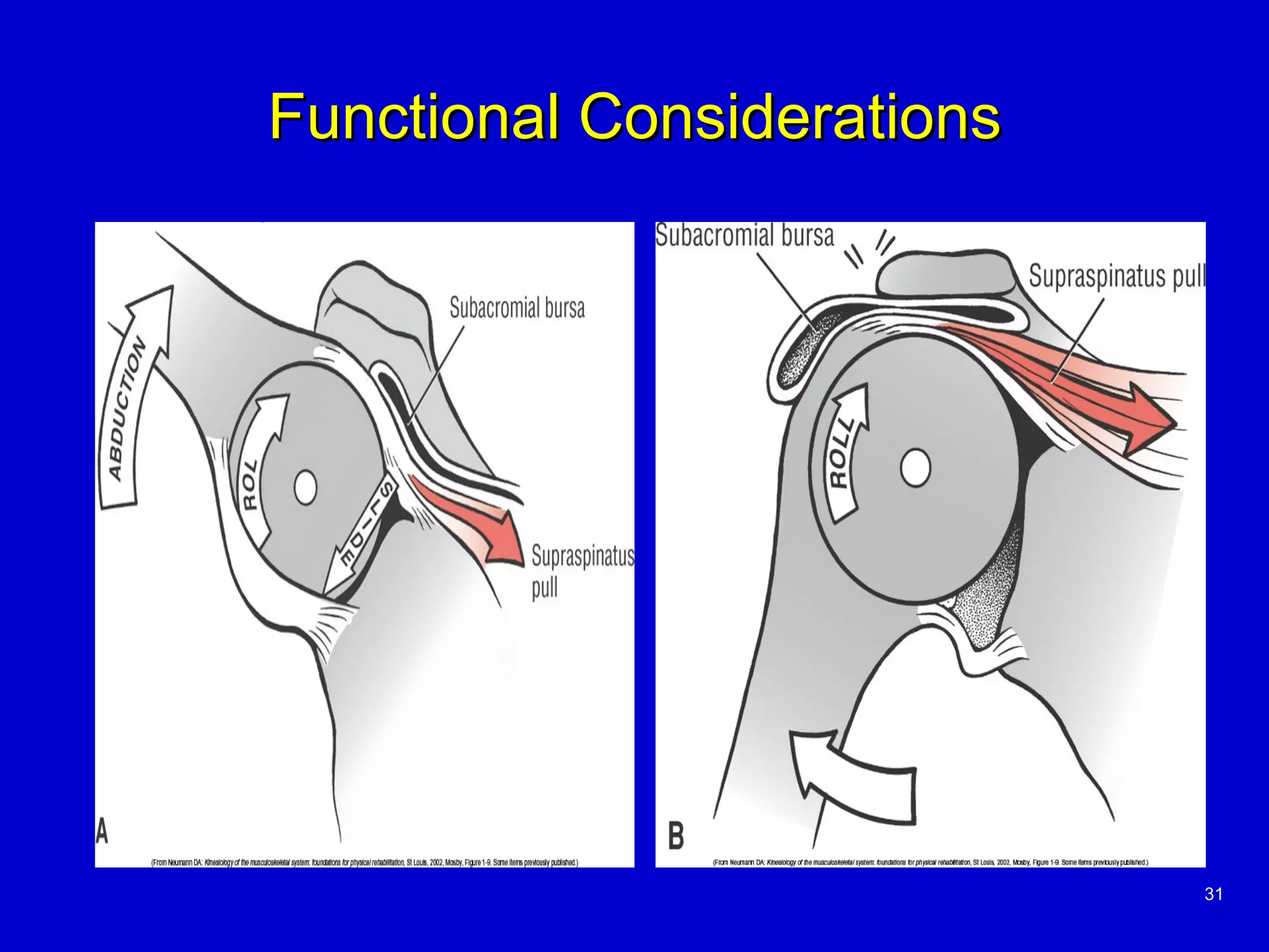 Basic Principles of Kinesiology | PPT