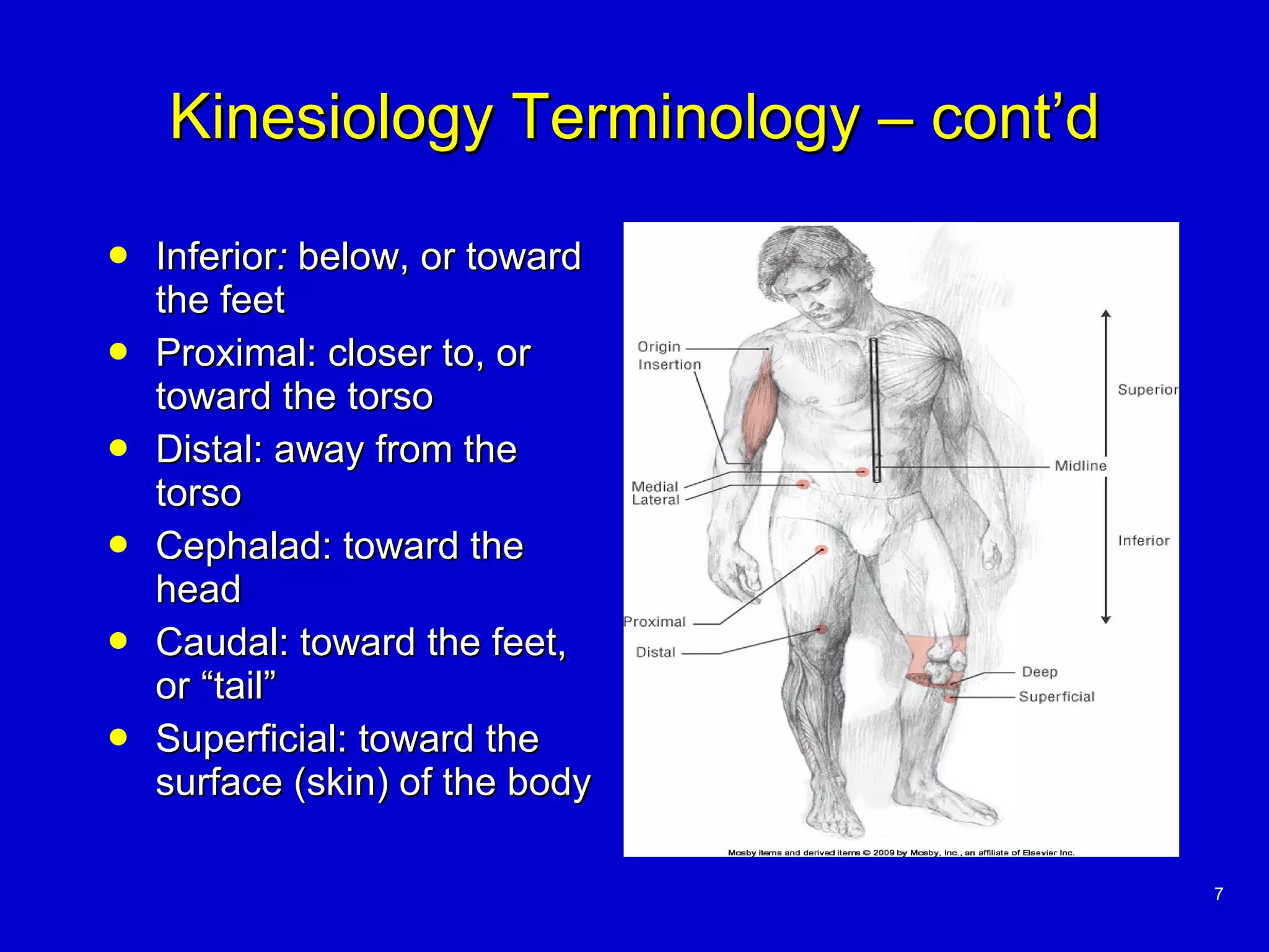 Basic Principles of Kinesiology | PPT