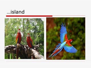 Lord of the flies - setting and main characters | PPT