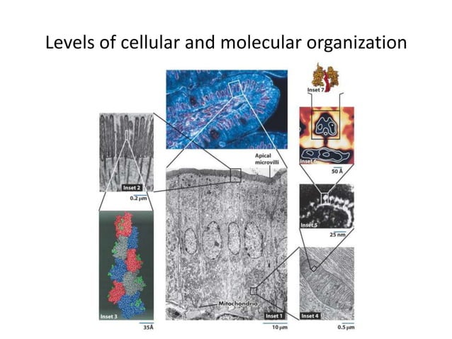 Chapter 1 cell biology intro cell | PPSX