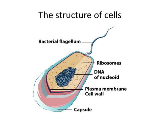 Chapter 1 cell biology intro cell | PPSX