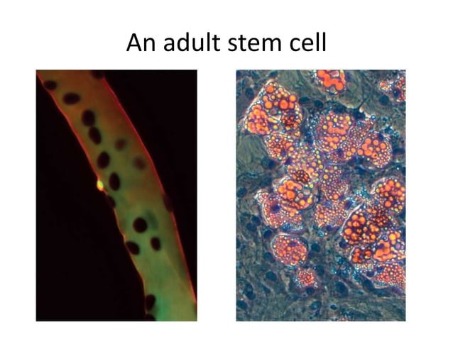 Chapter 1 cell biology intro cell | PPSX