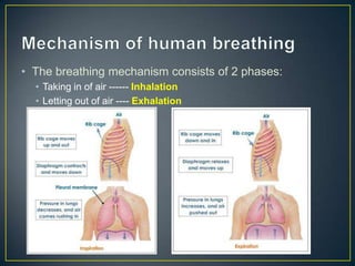 Chapter 1 Respiration | PPT