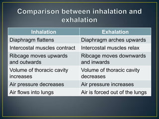 Chapter 1 Respiration | PPT
