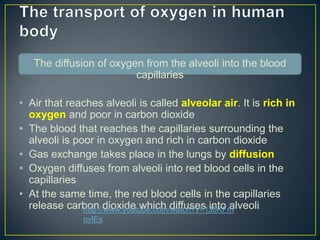 Chapter 1 Respiration | PPT