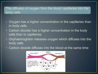 Chapter 1 Respiration | PPTX