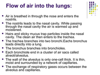 RESPIRATION | PPT