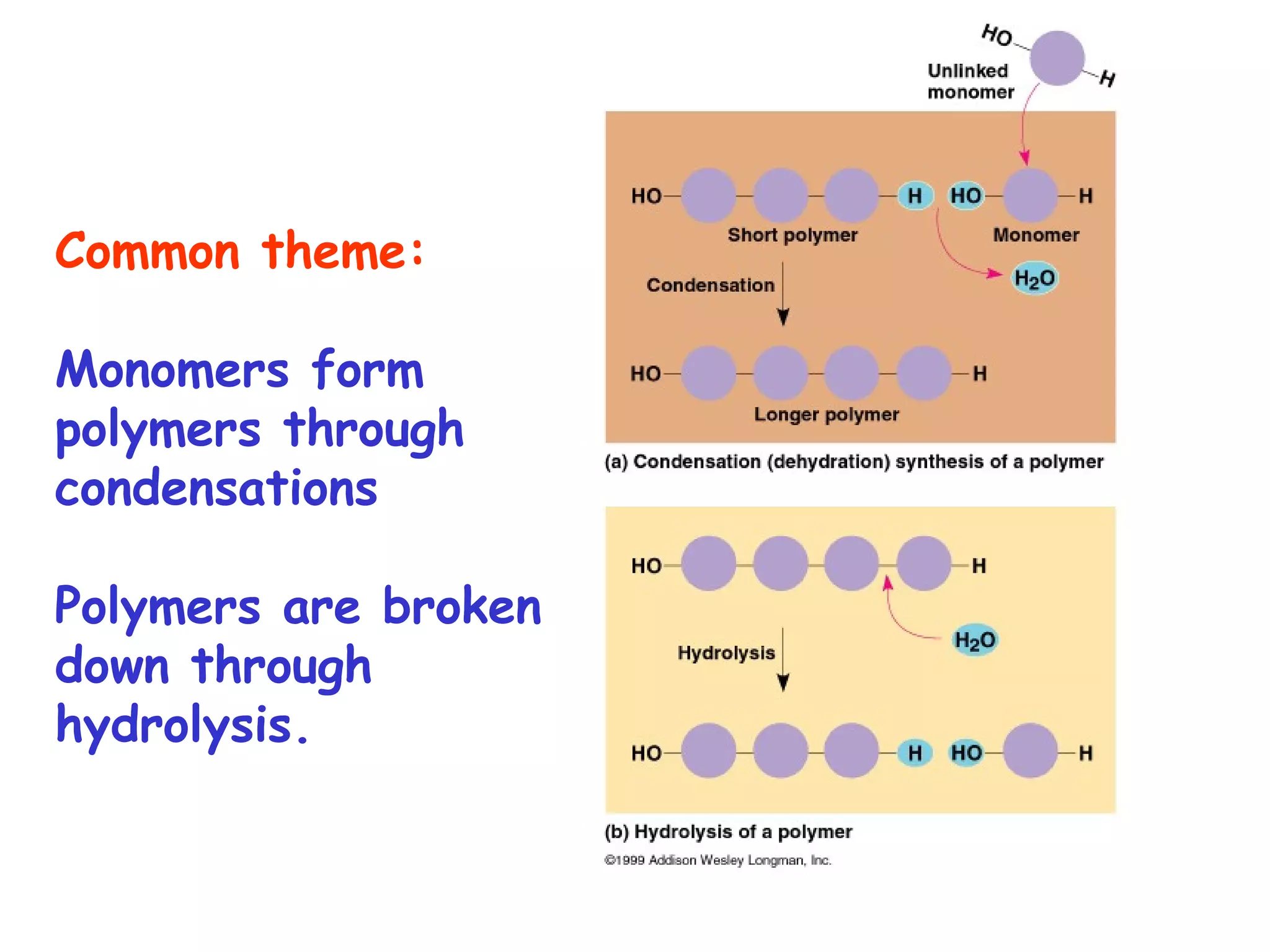 Chapter 1 - Introduction to Biochemistry (slideshare) | PPT