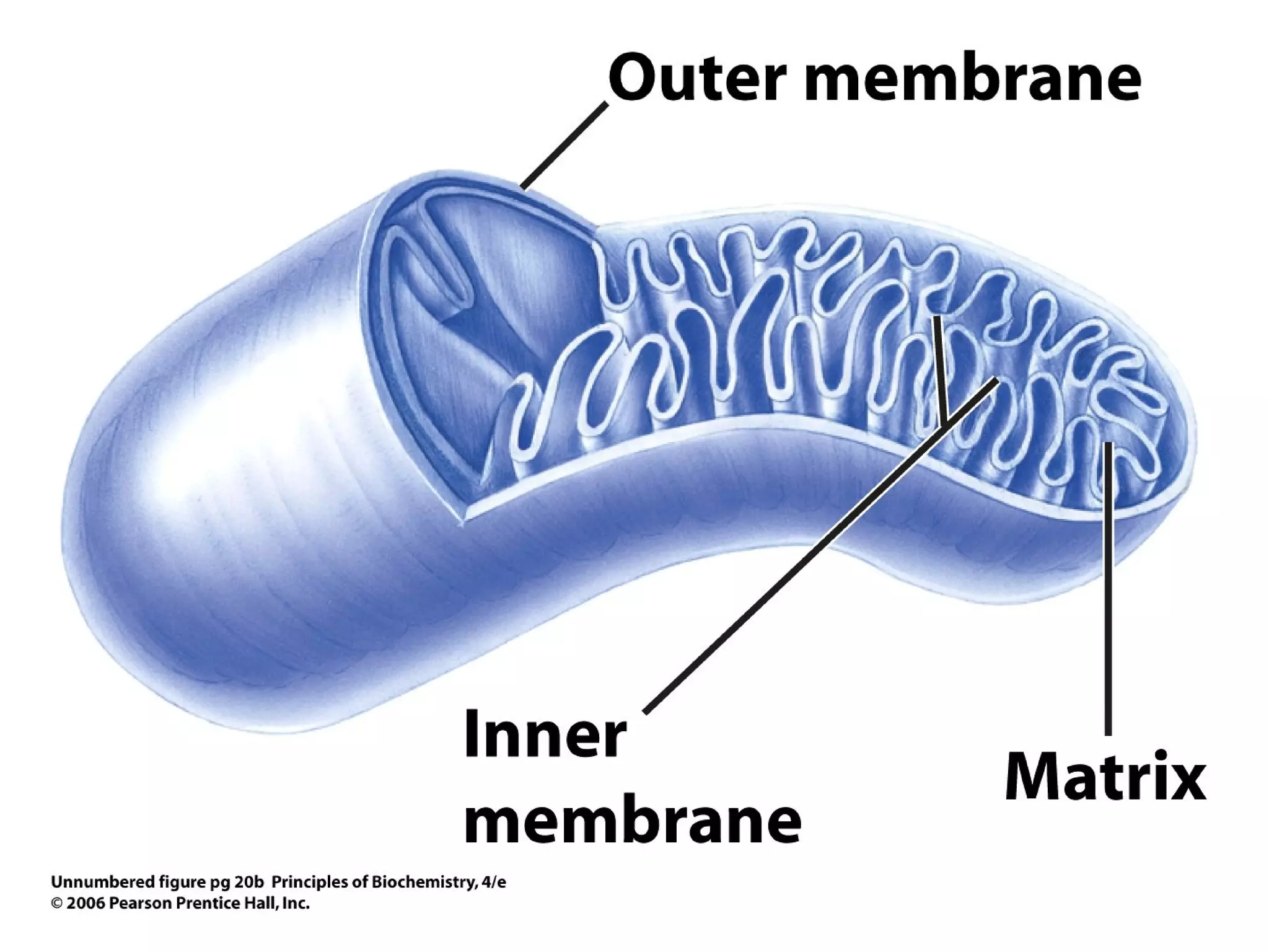 Chapter 1 - Introduction to Biochemistry (slideshare) | PPT