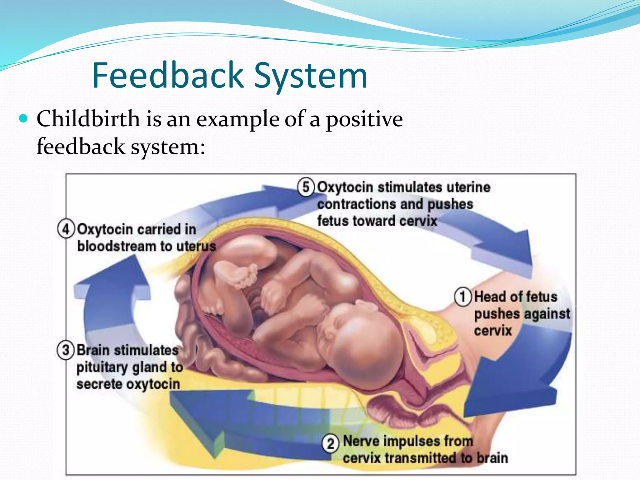 Chapter 1 Introduction to Anatomy and Physiology | PPTX