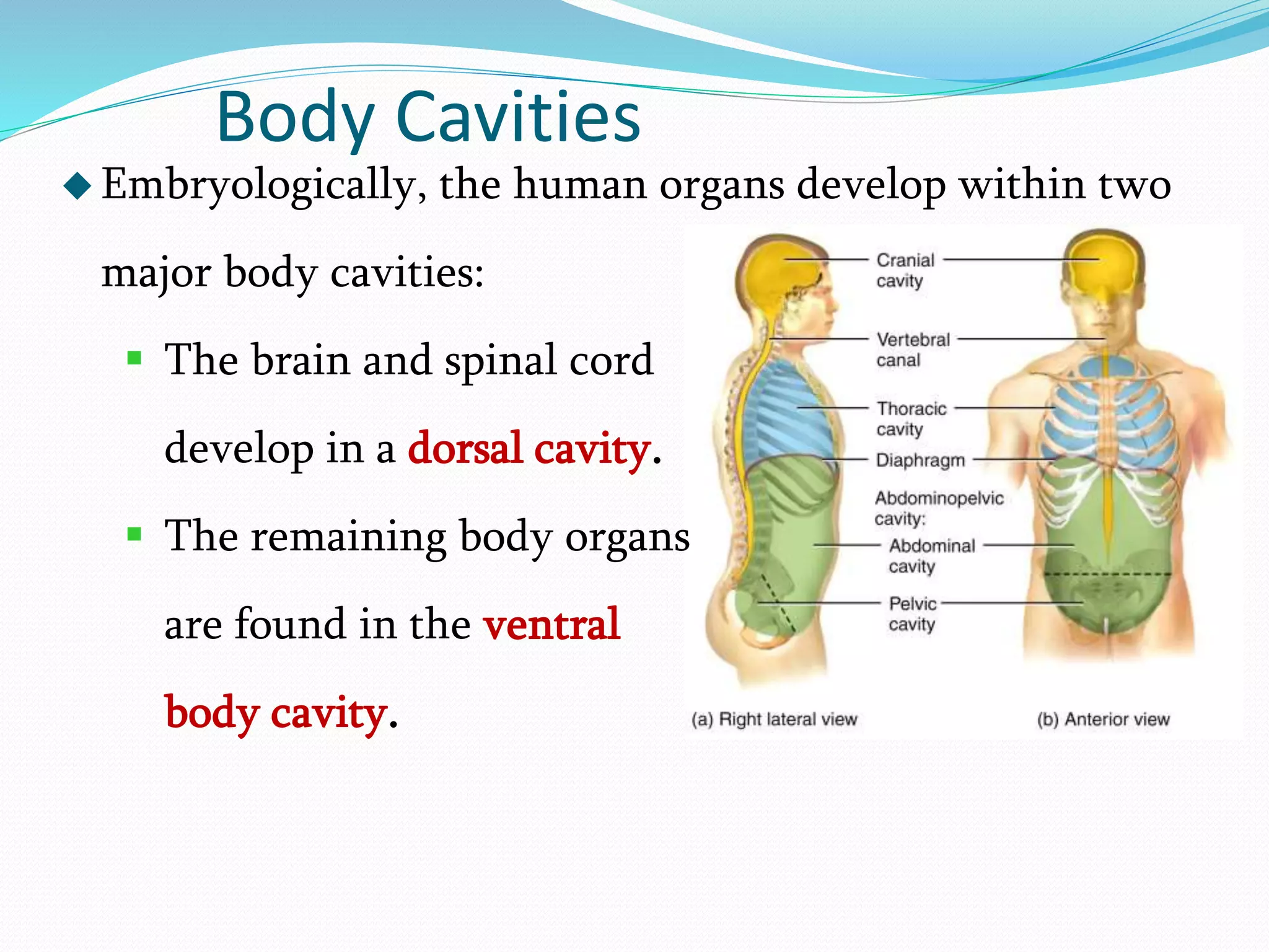 Chapter 1 Introduction to Anatomy and Physiology | PPTX