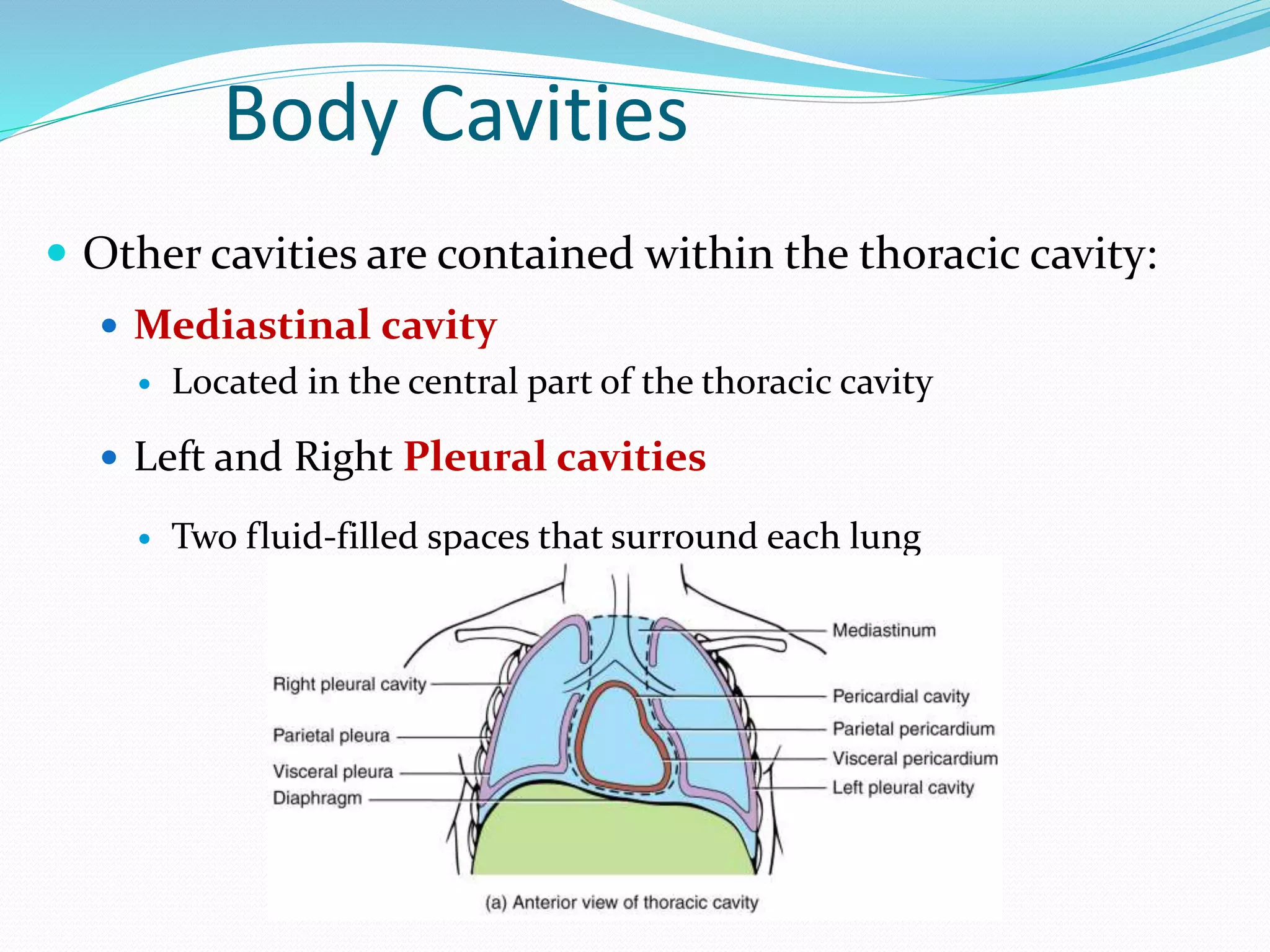 Chapter 1 Introduction to Anatomy and Physiology | PPTX