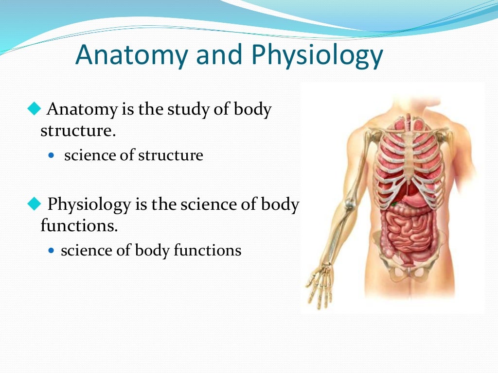 Chapter 1 Introduction To Anatomy And Physiology Chapter 1 Introduction To Anatomy And Physiology