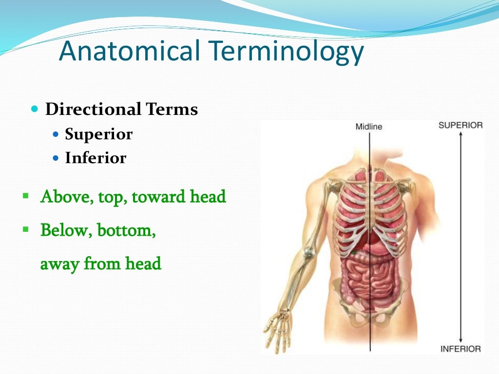 Chapter 1 Introduction To Anatomy And Physiology Chapter 1 Introduction To Anatomy And Physiology