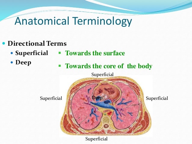 Chapter 1 Introduction to Anatomy and Physiology