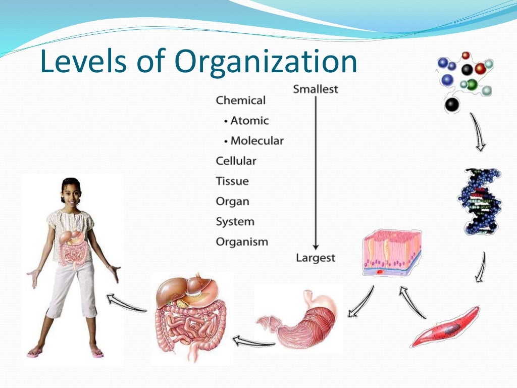Chapter 1 Introduction To Anatomy And Physiology Chapter 1 Introduction To Anatomy And Physiology