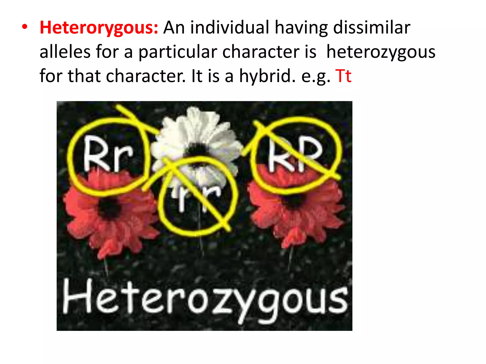 Genetic Basis of Inheritance | PPT