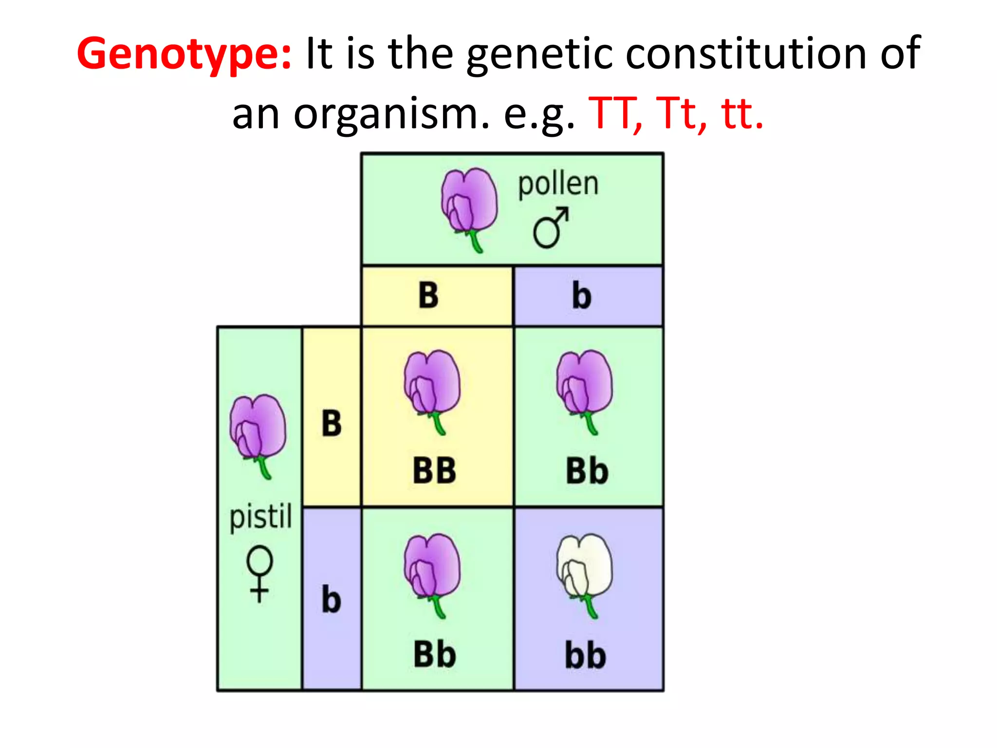Genetic Basis of Inheritance | PPT