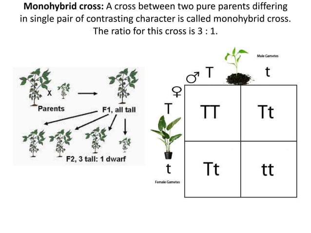 Genetic Basis of Inheritance | PPT