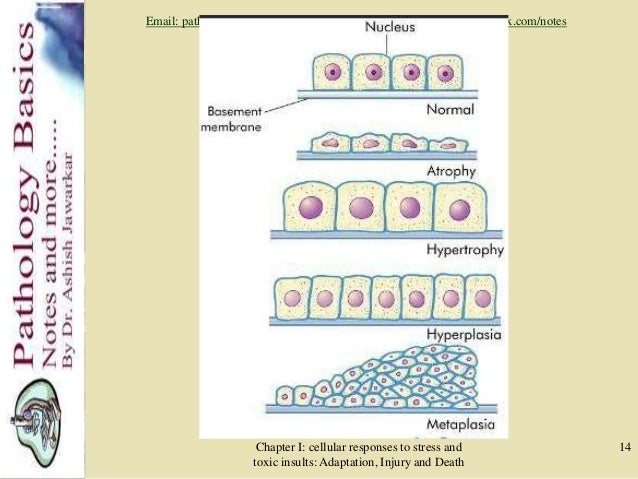 Cellular adaptations, injury and death.. Lecture 1