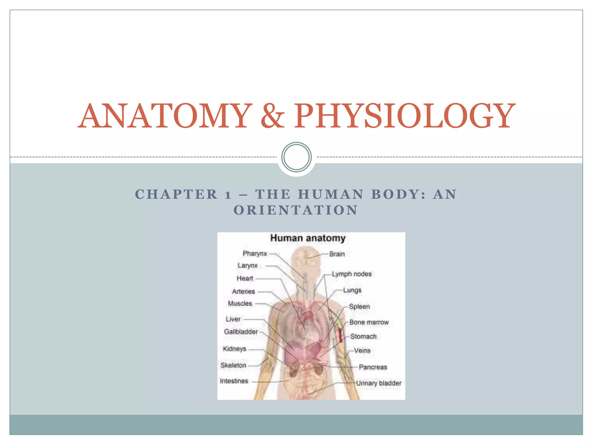 The Human Body: An Orientation | PPTX