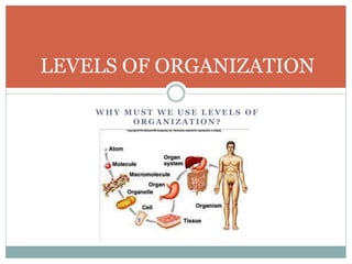 The Human Body: An Orientation | PPTX