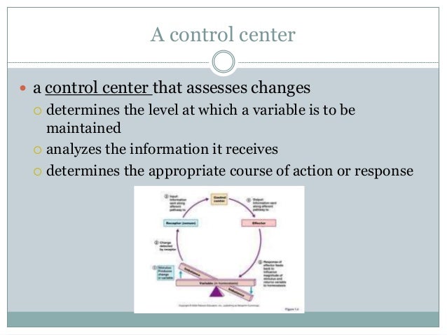 The Human Body: An Orientation