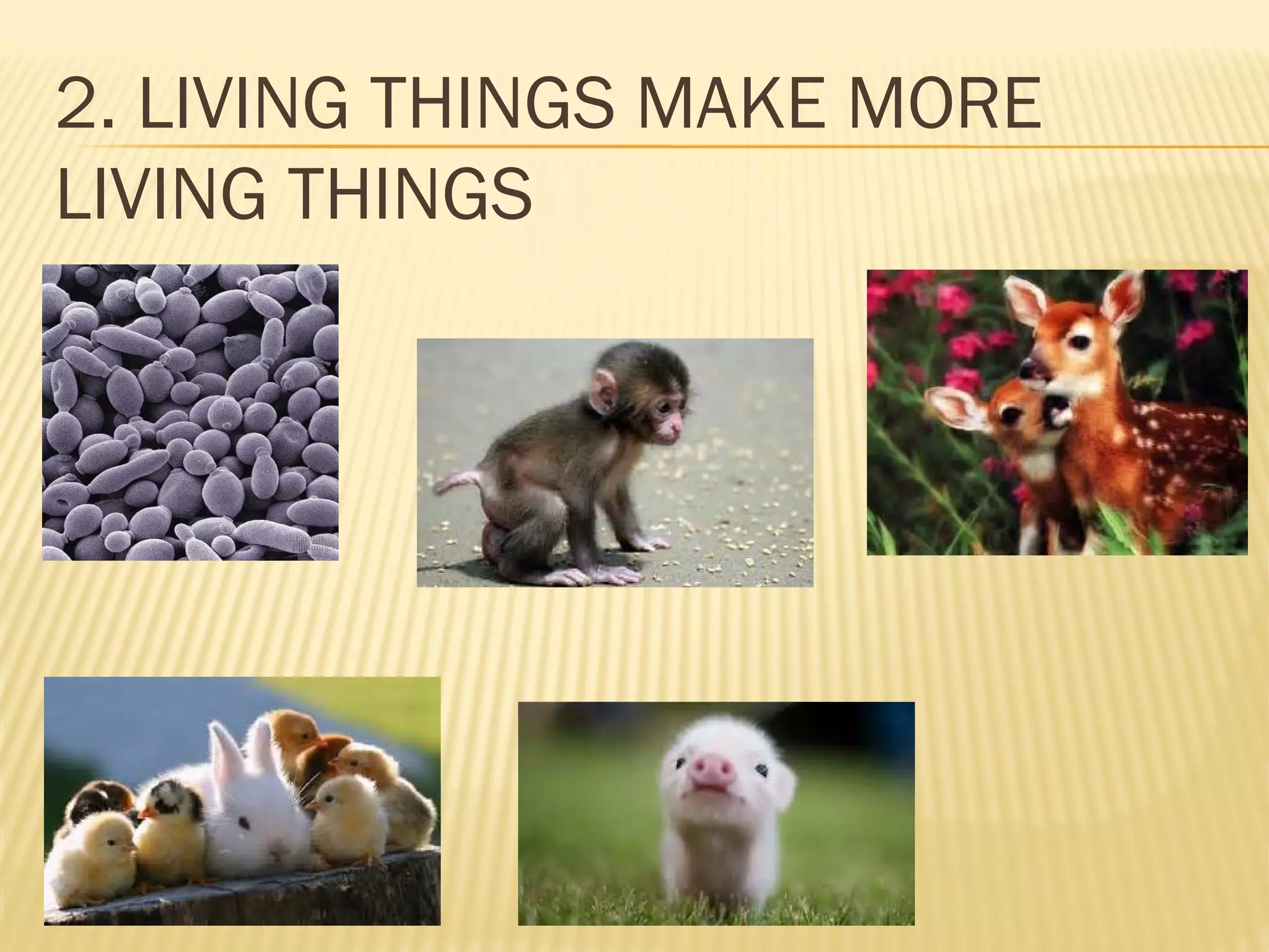 Glencoe Biology Chapter 1 Biology: The Study of Life | PPT