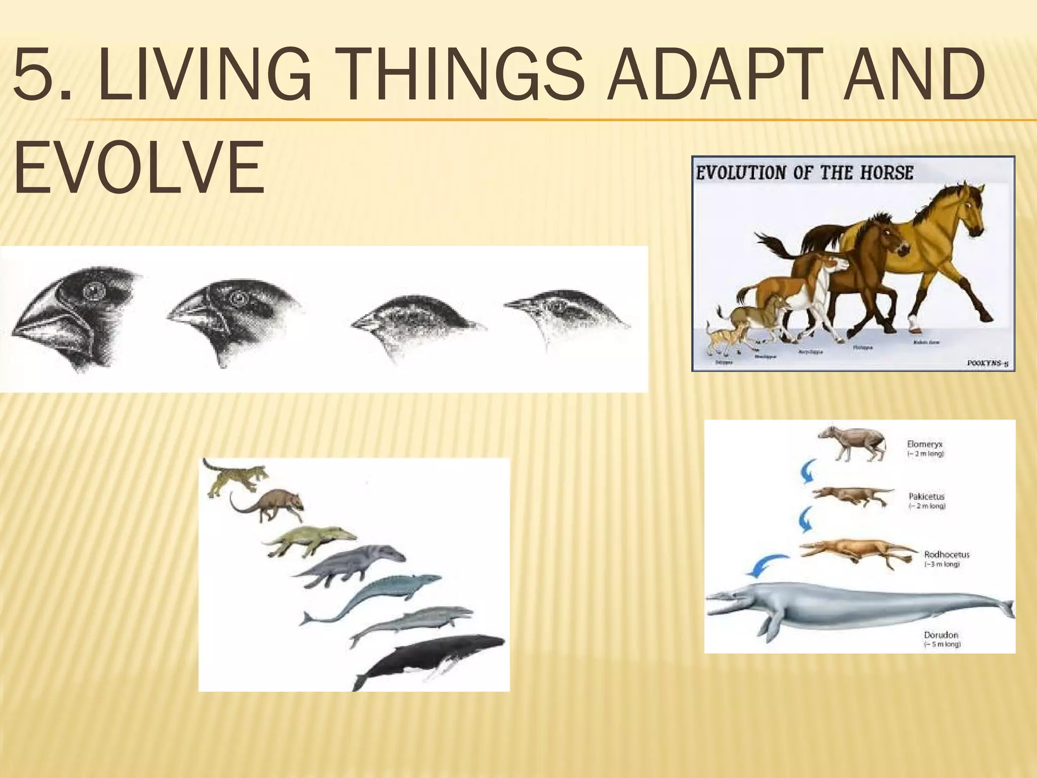 Glencoe Biology Chapter 1 Biology: The Study of Life | PPT ...