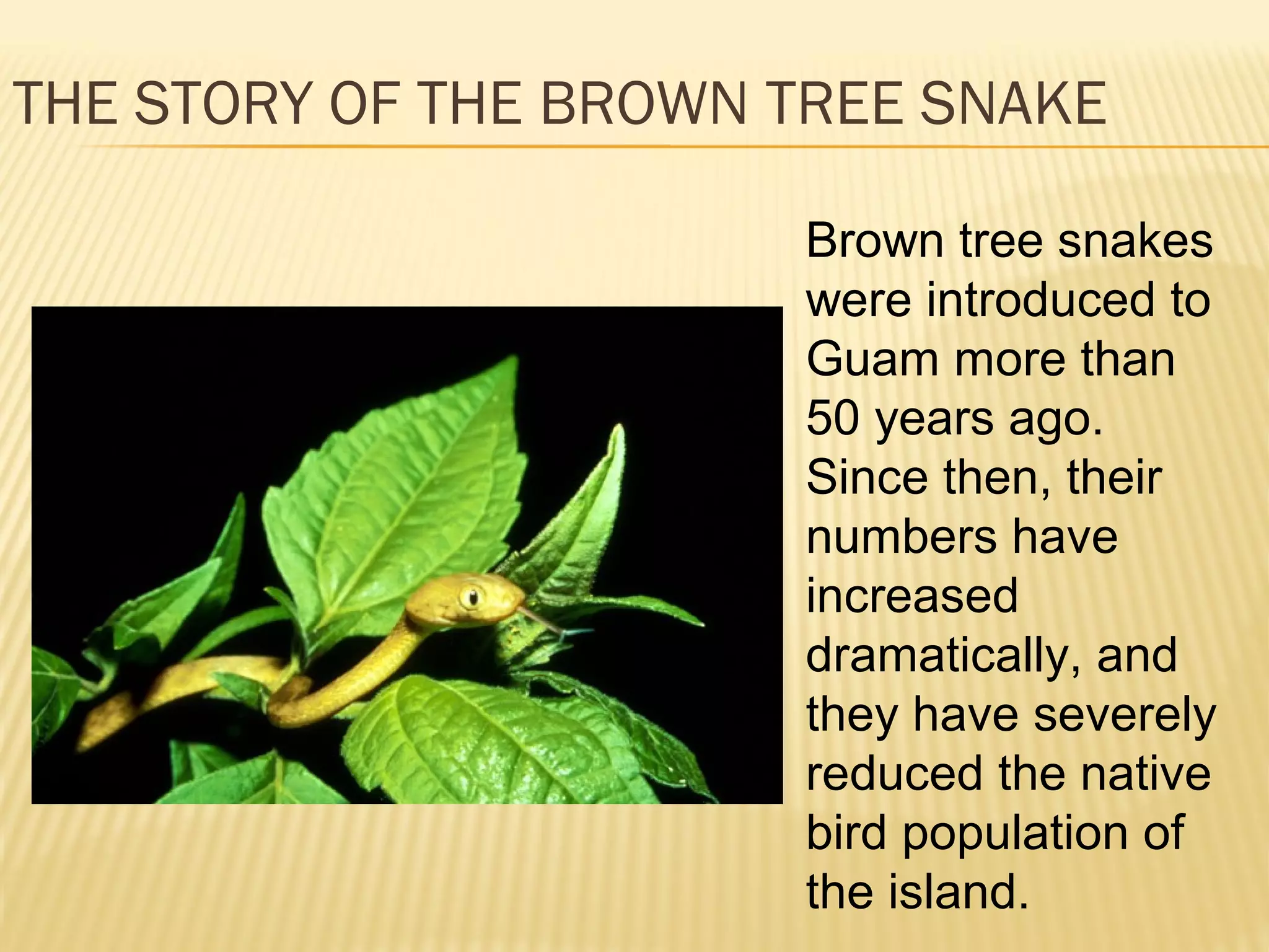 Glencoe Biology Chapter 1 Biology: The Study of Life | PPT ...