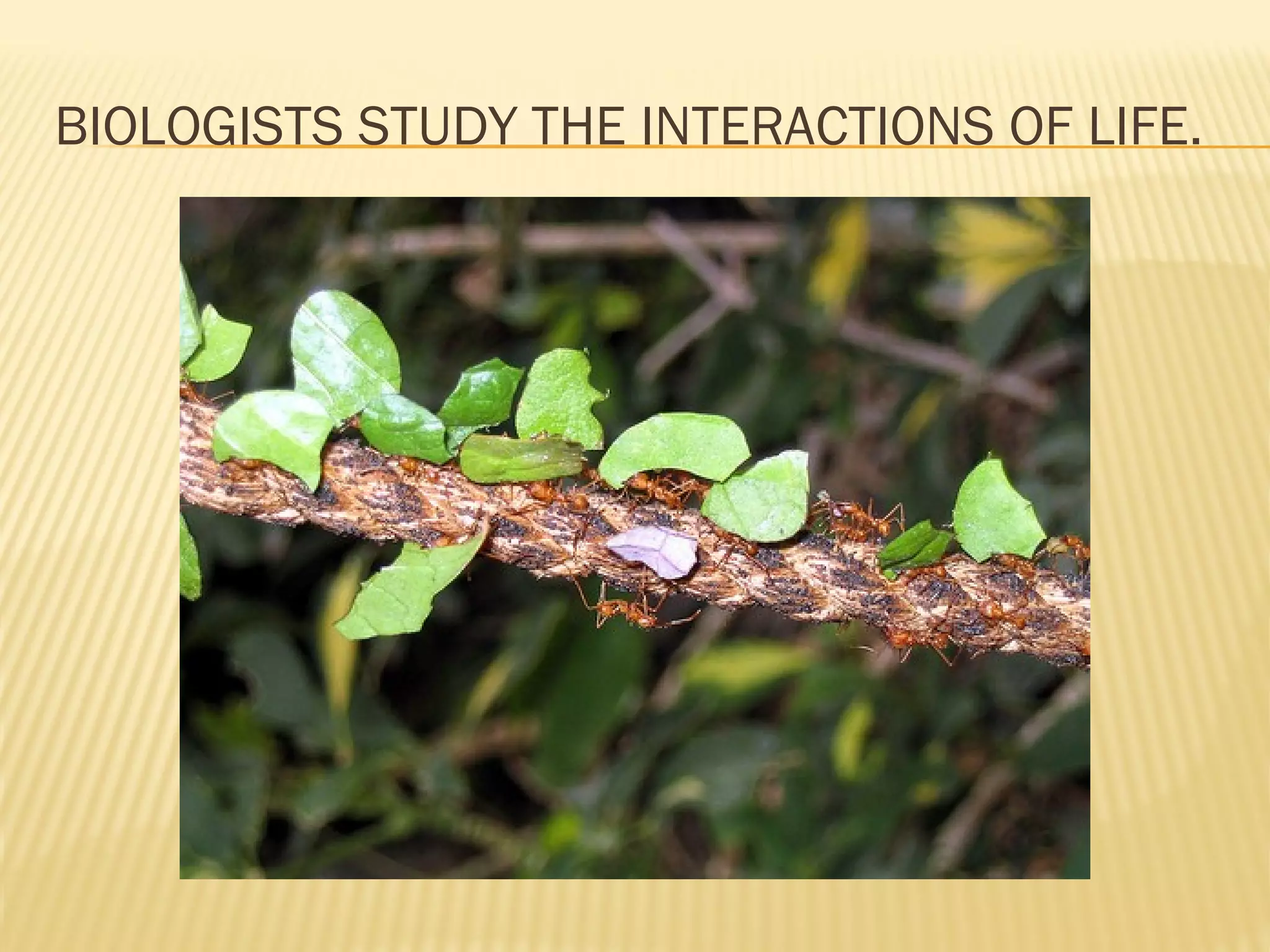 Glencoe Biology Chapter 1 Biology: The Study of Life | PPT