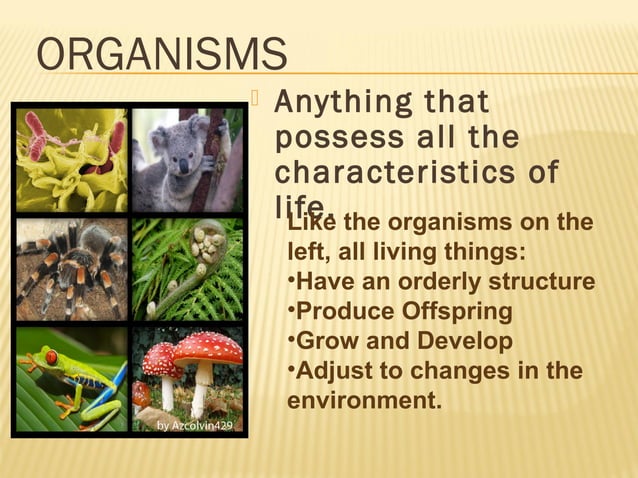 Glencoe Biology Chapter 1 Biology: The Study of Life | PPT ...