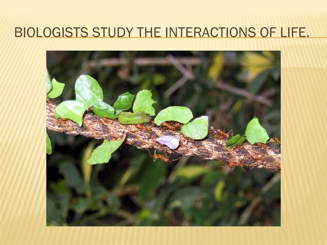 Glencoe Biology Chapter 1 Biology: The Study of Life | PPT ...