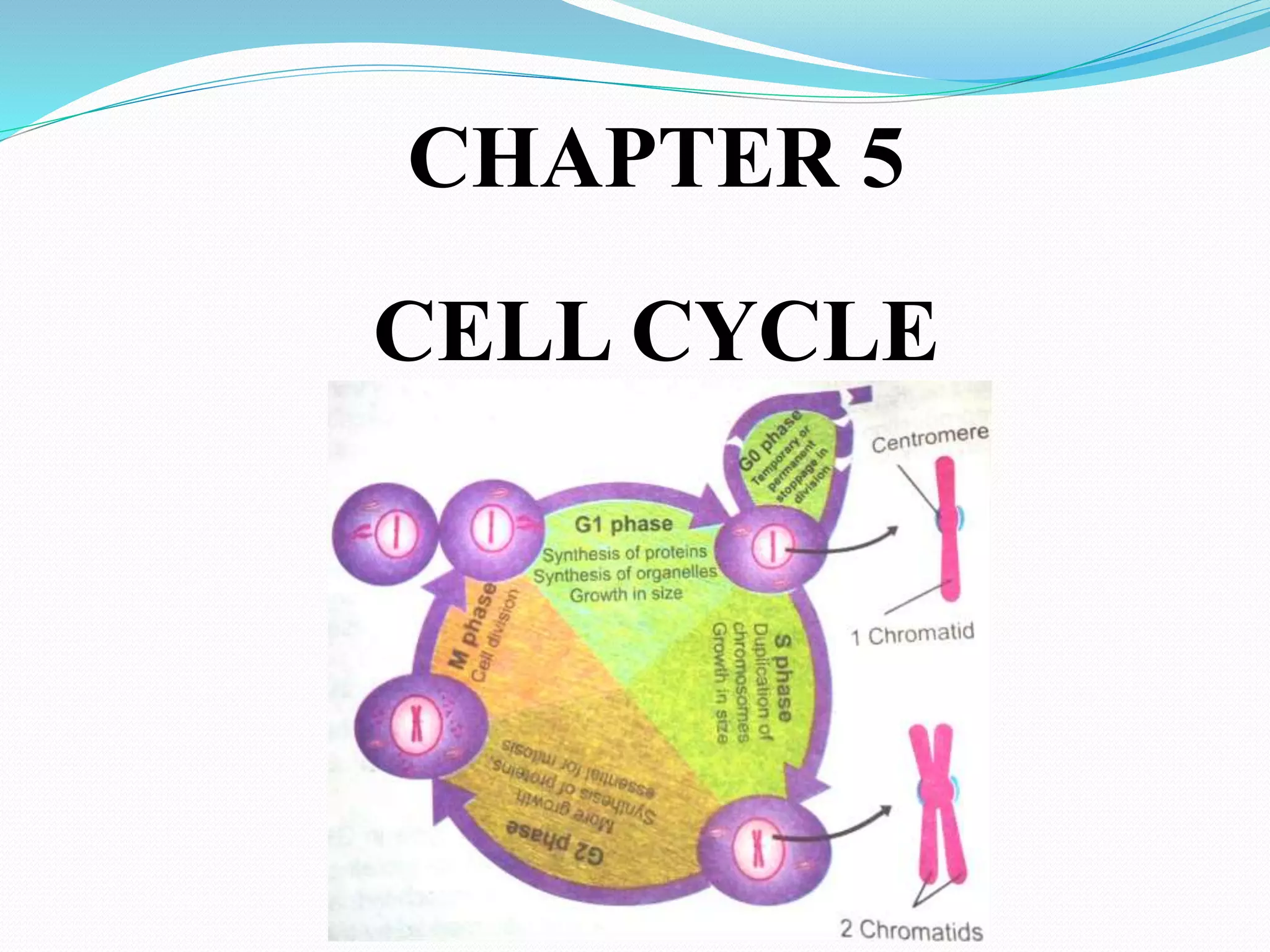 9TH Class Biology complete slides | PPTX
