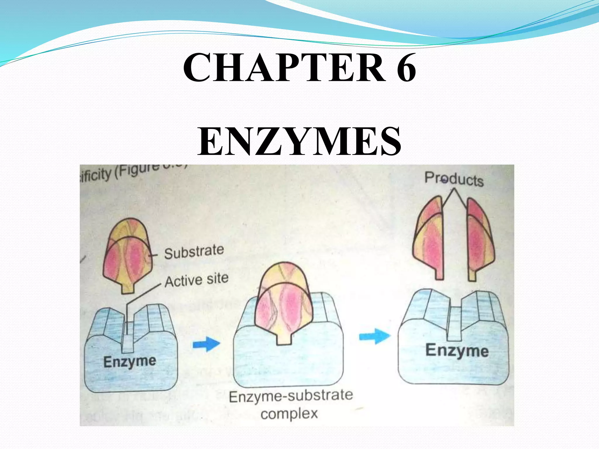9TH Class Biology complete slides | PPTX