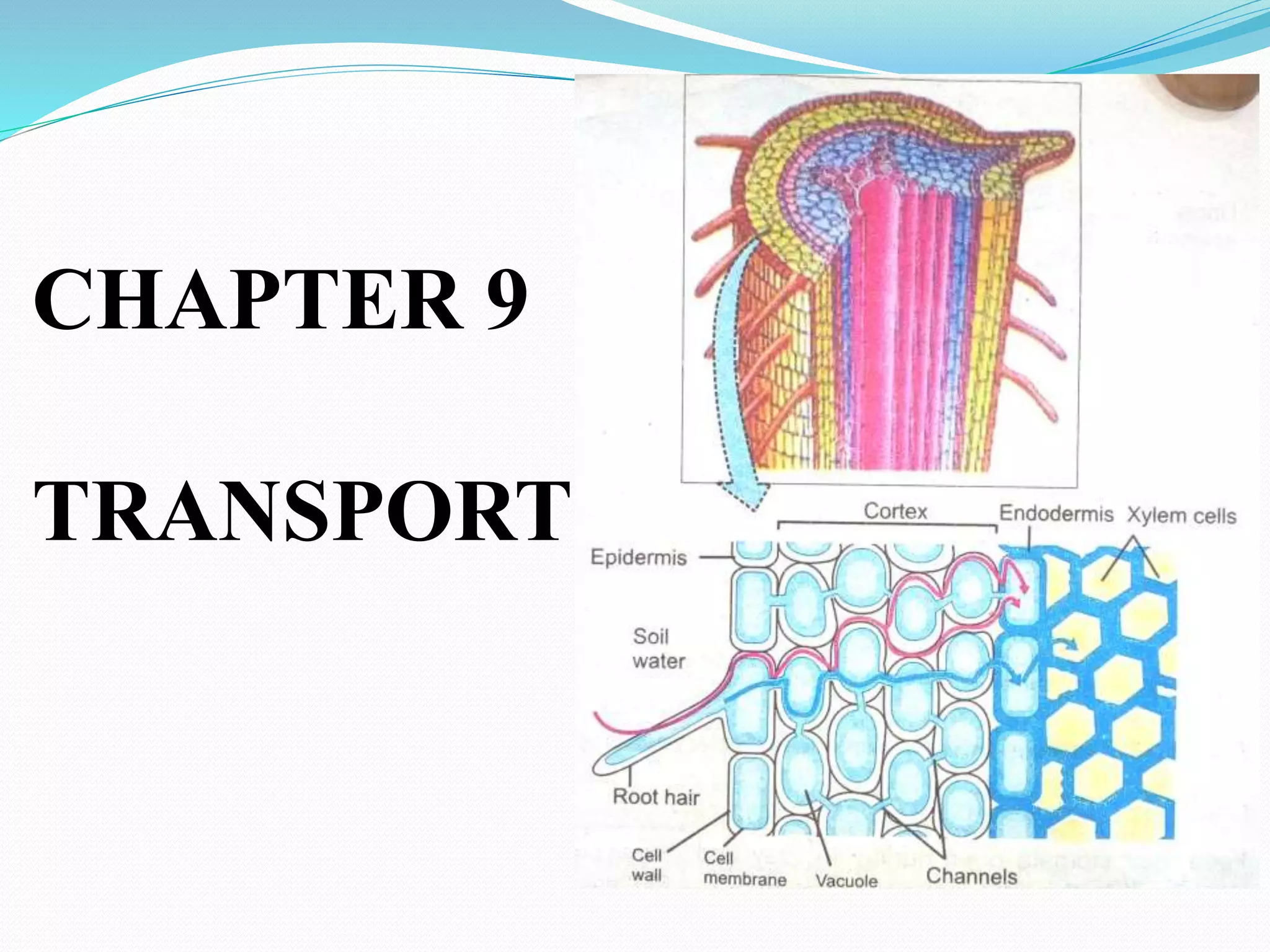 9TH Class Biology complete slides | PPTX