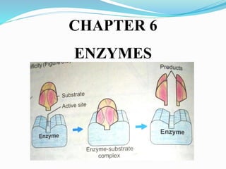 9TH Class Biology complete slides | PPTX