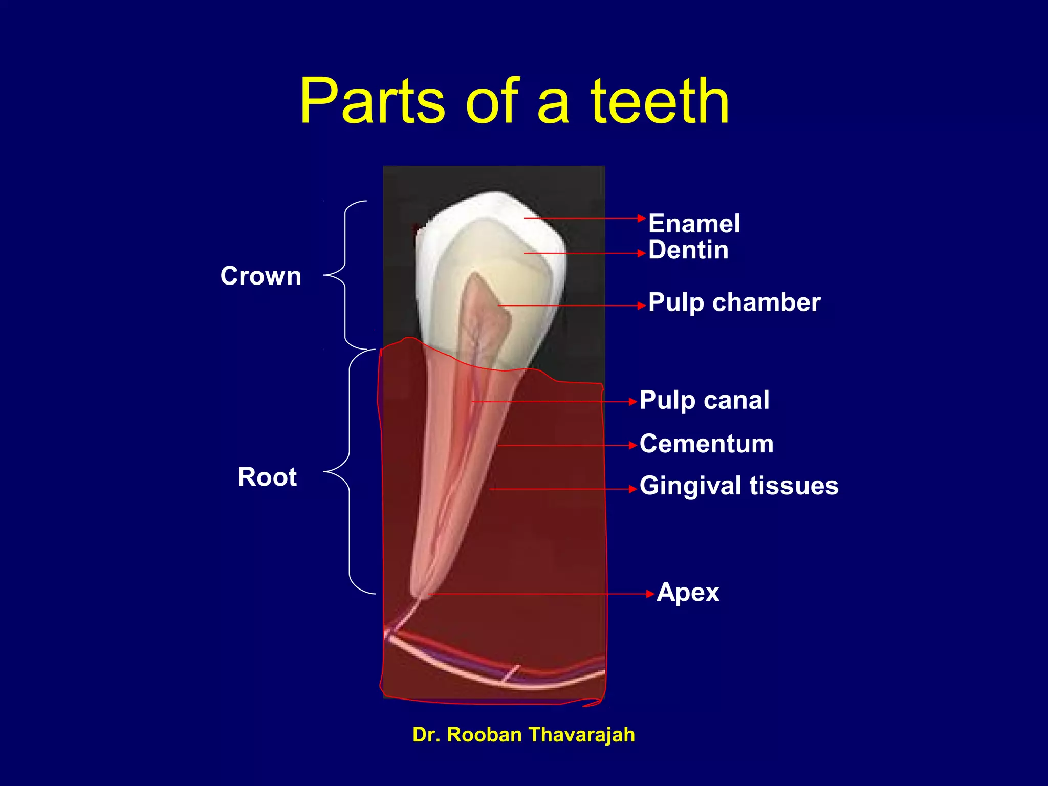 Tooth Morphology - Chapter 1; Part 2 | PPT