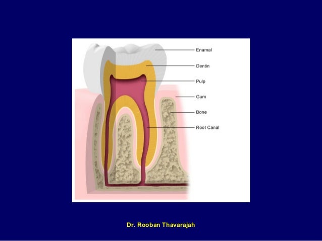 Tooth Morphology - Chapter 1; Part 2