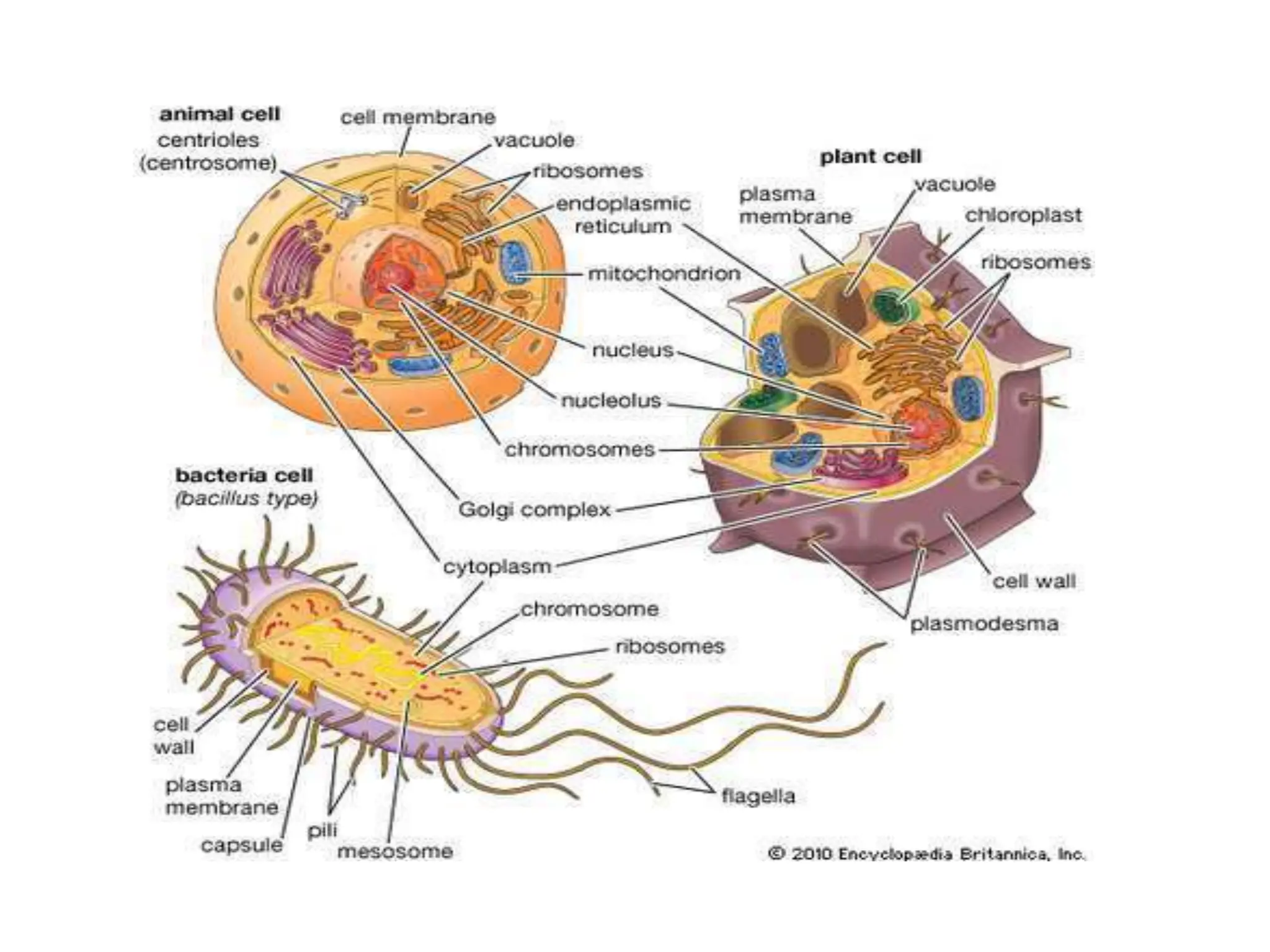 Chapter 1. BACTERIOLOGY.pptx
