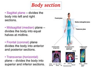 Chapter one of anatomy & physiology according to openstax college | PDF