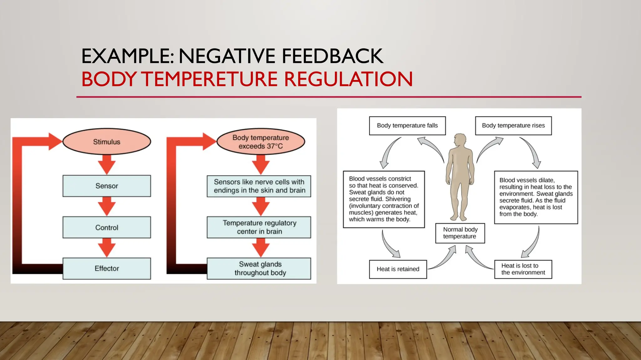 Chapter 1.2 Homeostasis and Biological Control Systems.pptx
