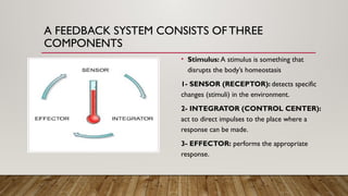 Chapter 1.2 Homeostasis and Biological Control Systems.pptx