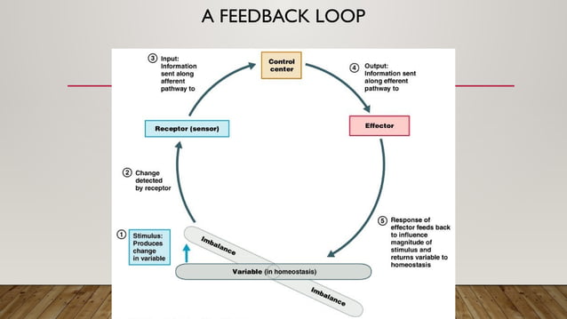 Chapter 1.2 Homeostasis and Biological Control Systems.pptx