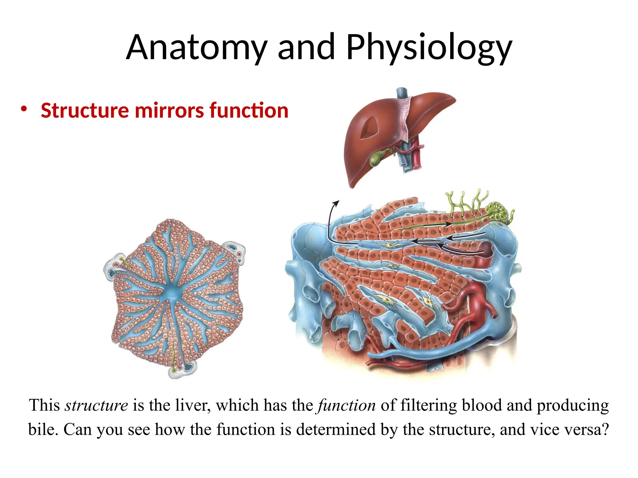 Chapter 1.1 Introduction to Human Anatomy & Physiology.pptx