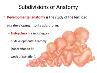 Chapter 1.1 Introduction to Human Anatomy & Physiology.pptx