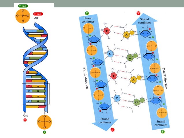 chapter introduction to molecular genetics 1.pptx