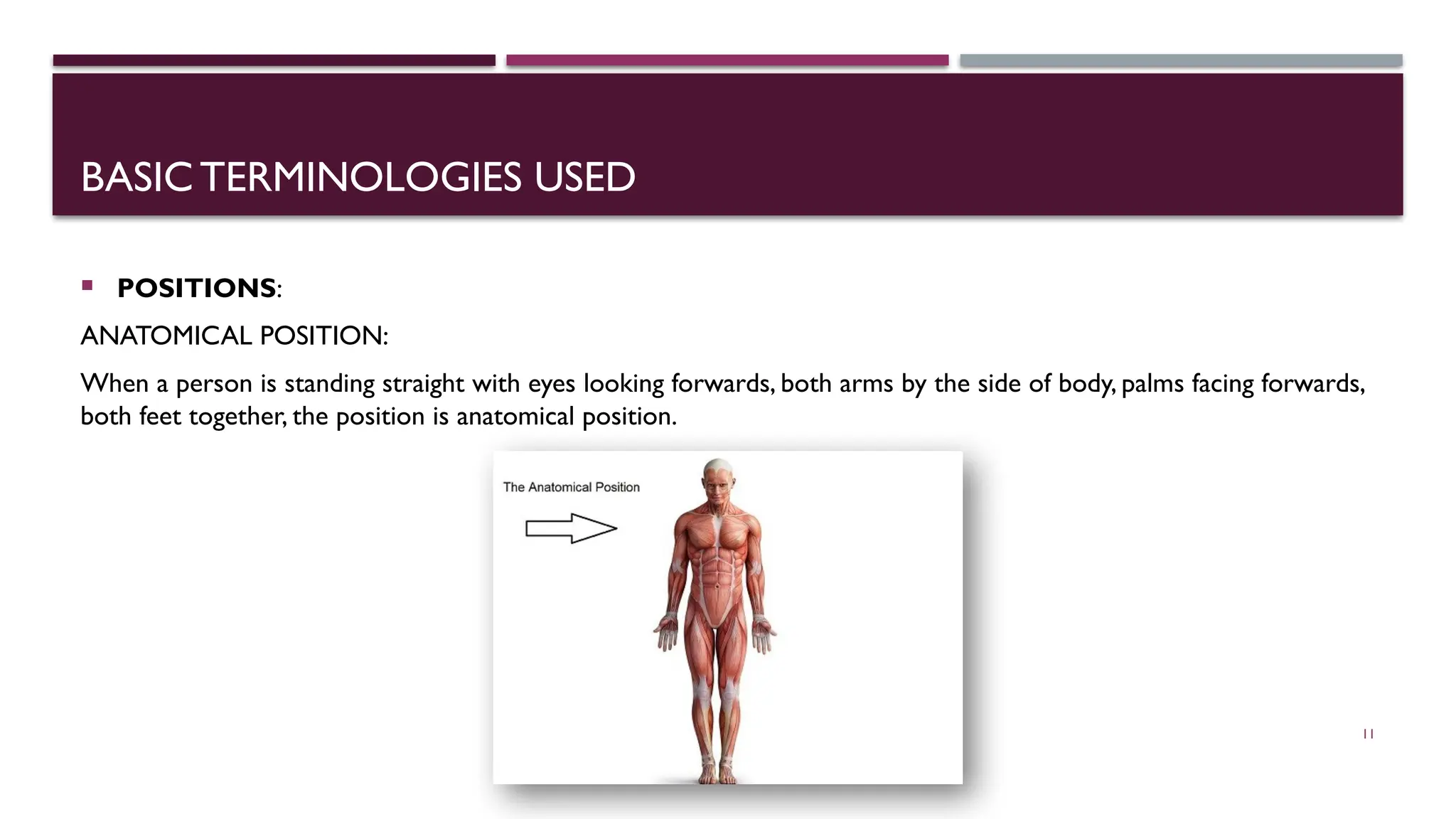 Chapter 1- Scope of anatomy, physiology and basic terminologies used in ...