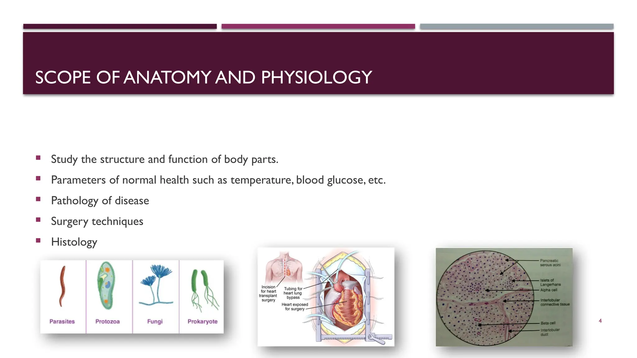 Chapter 1- Scope of anatomy, physiology and basic terminologies used in H.A.P- Pharma D.pptx